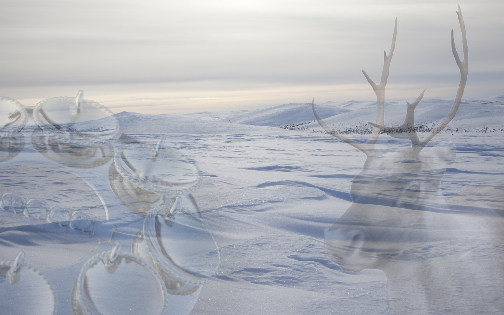 UArctic - University of the Arctic - Thematic Network on Arctic ...