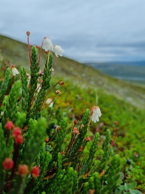UArctic - University of the Arctic - Terrestrial Biodiversity Monitoring